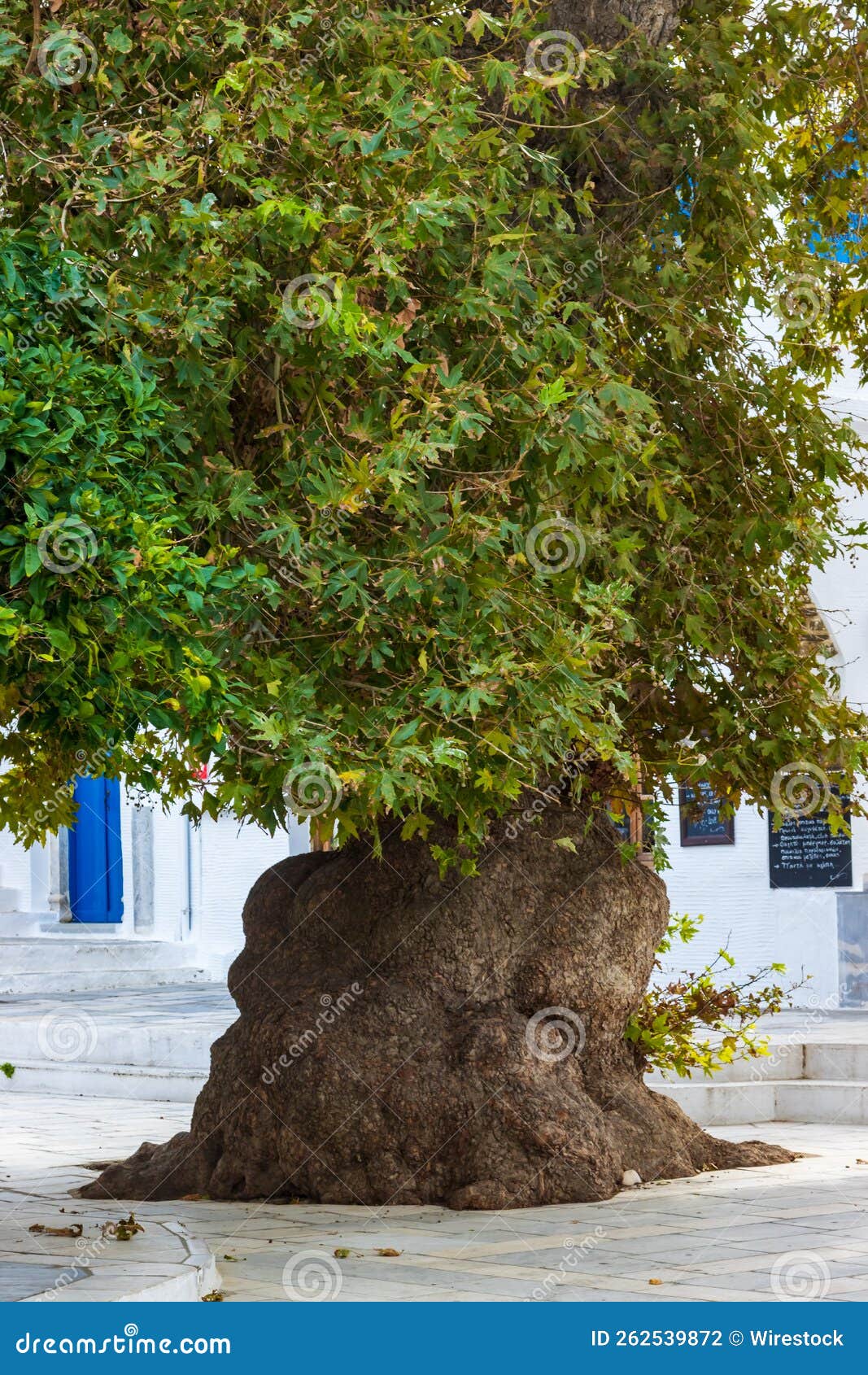 Thick Ombu Tree in the Streets Stock Photo - Image of green, nature ...