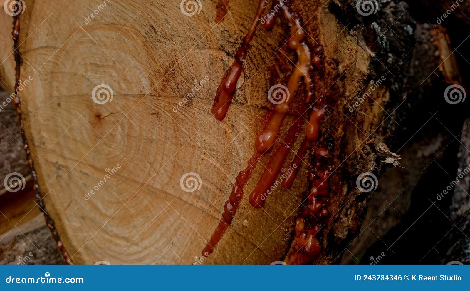 Thick Orange Wood Sap that Comes Out of the Wood Stock Photo - Image of ...