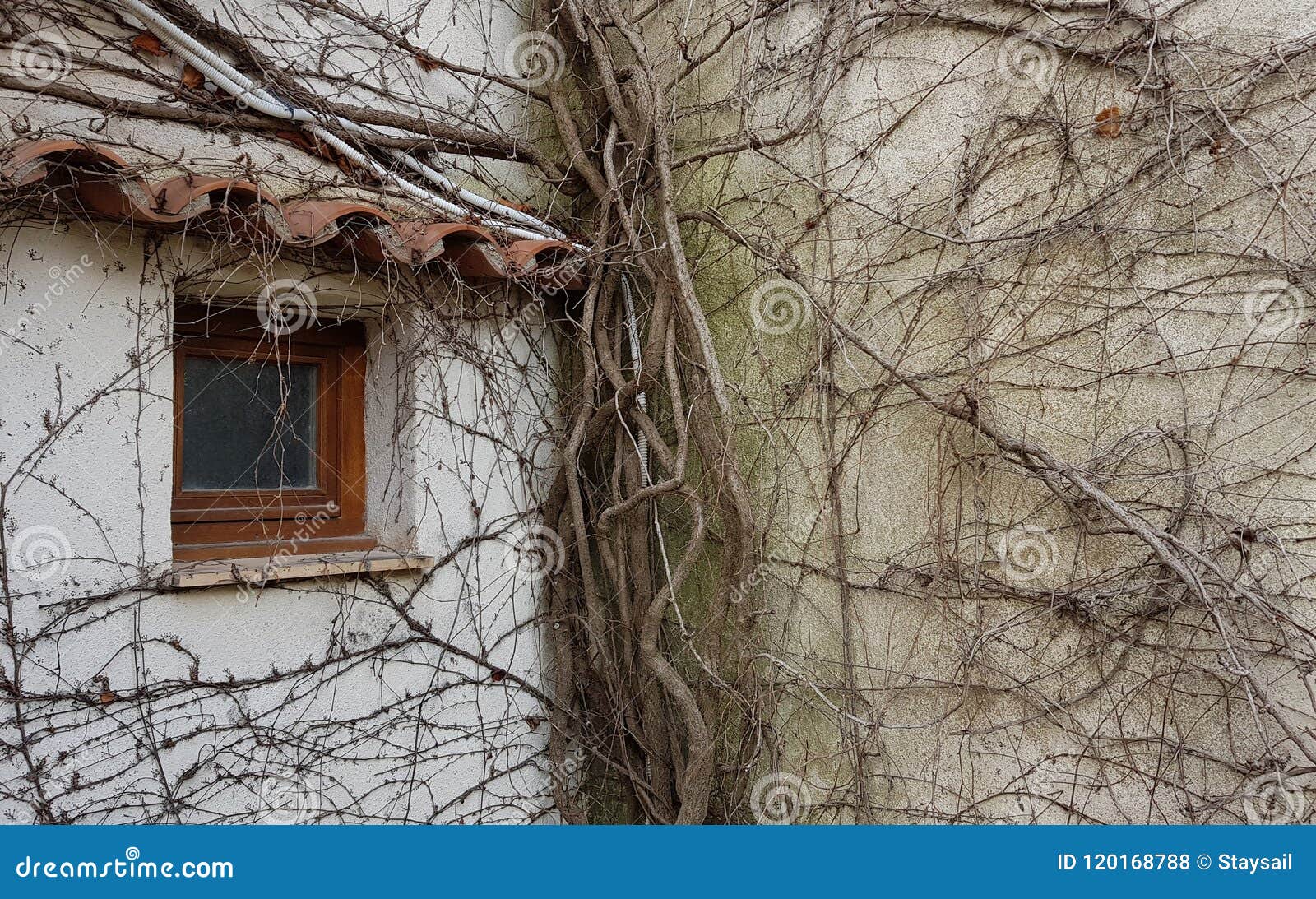 Thick, Overgrown Roots Entangled the Wall of the House Stock Photo ...