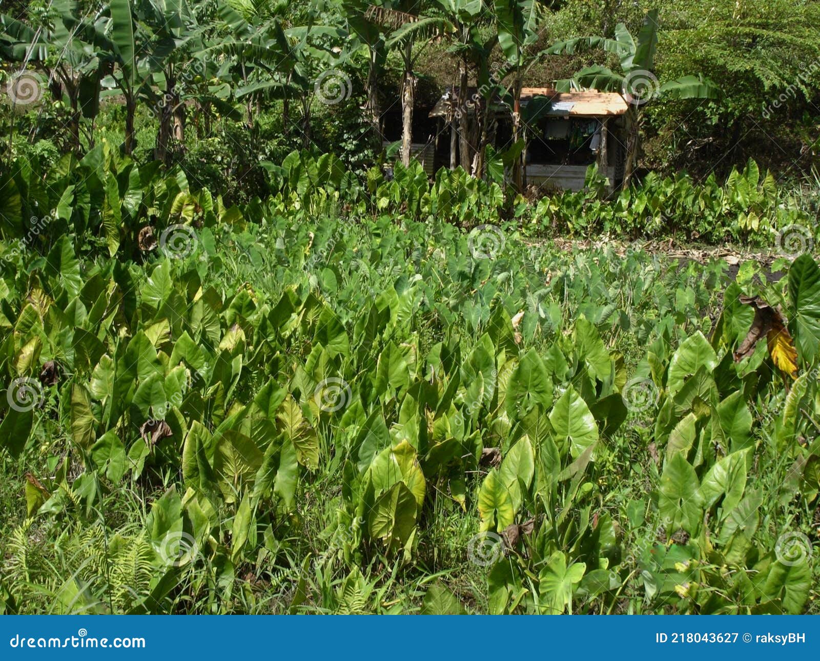 Taro Plantation, One of the Main Root Crops of Palau Stock Image ...
