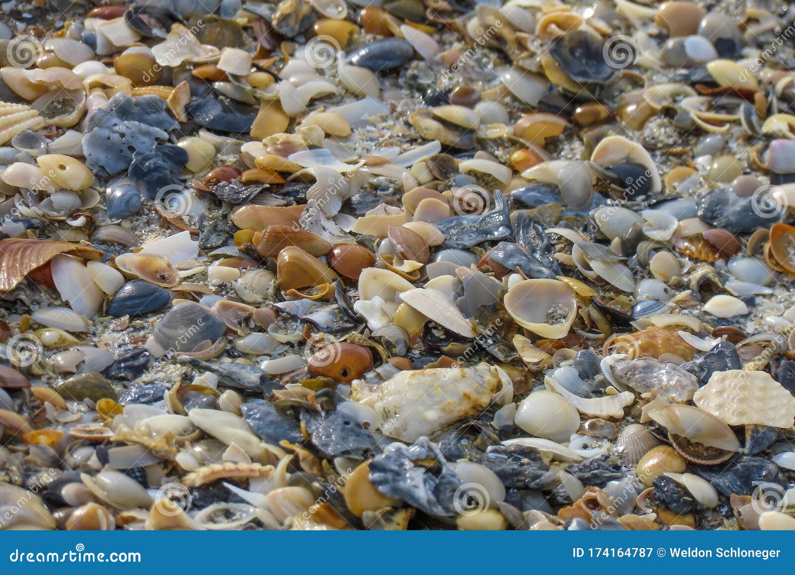 Small Seashells on Sandy Beach Stock Image - Image of sand, nature ...