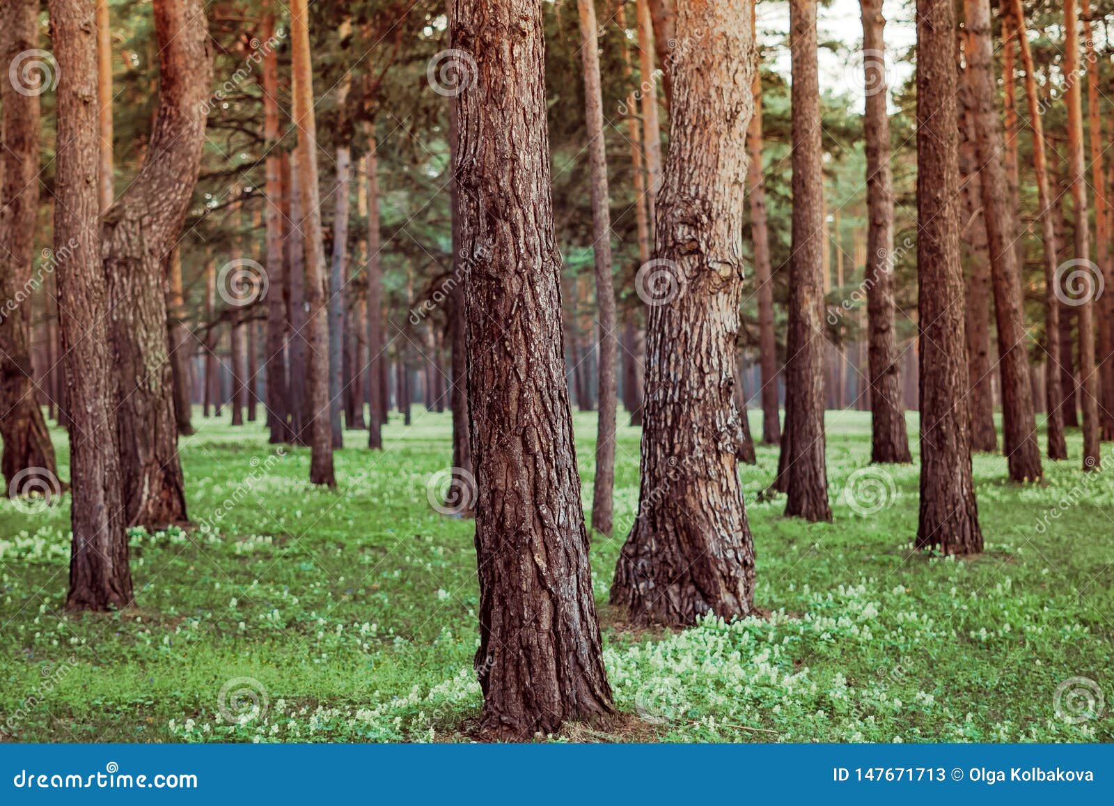 The Thick Pine Forest of Tall Trees Stock Image - Image of moss ...