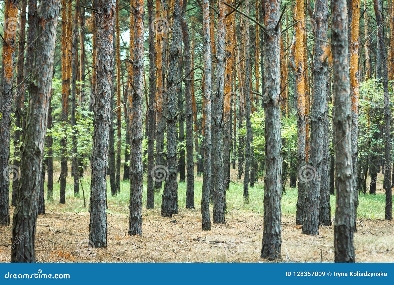 Thick Pine Forest. Trunks of Coniferous Trees, Texture for the B Stock ...