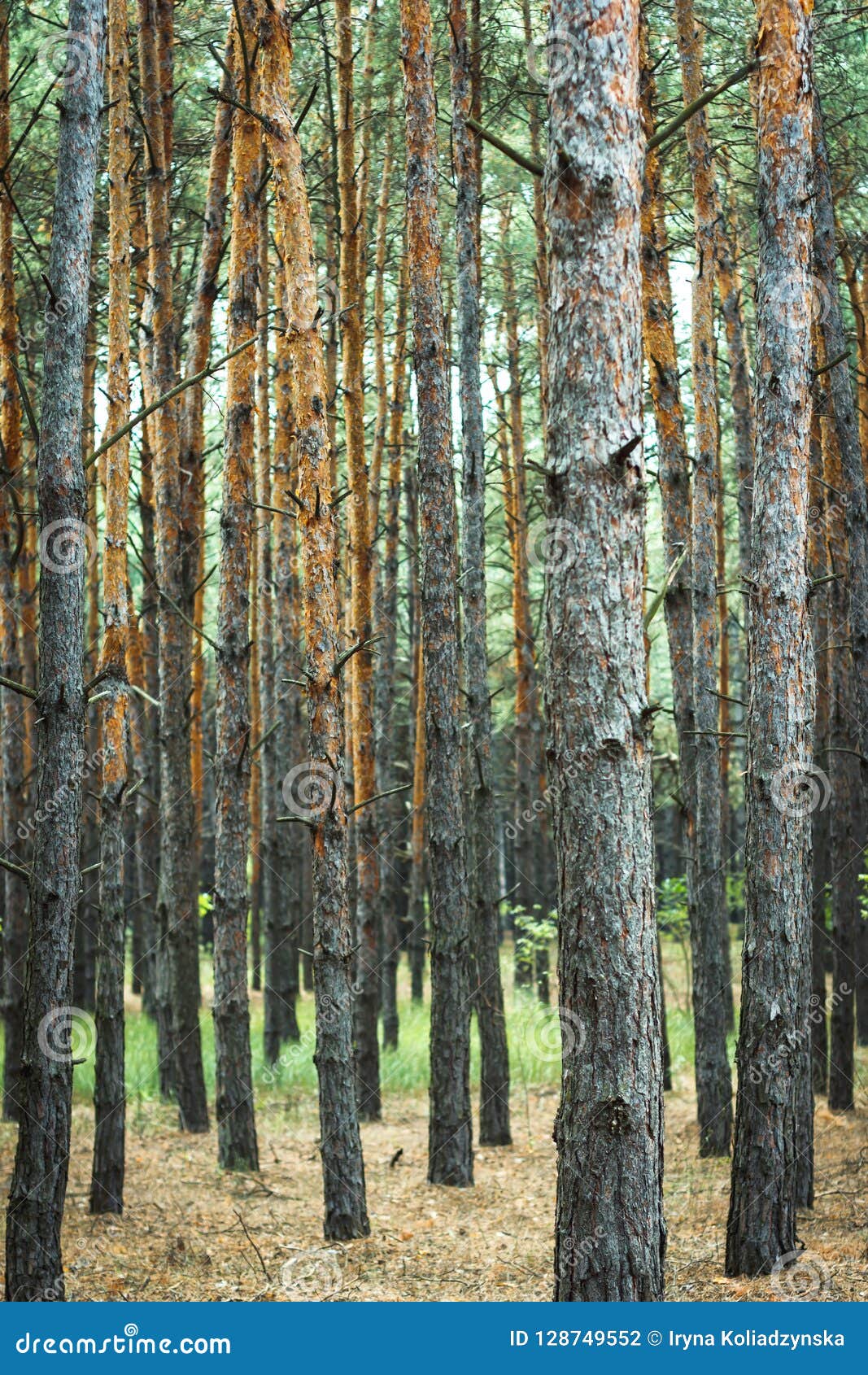 Thick Pine Forest. Trunks of Coniferous Trees, Texture for the B Stock ...
