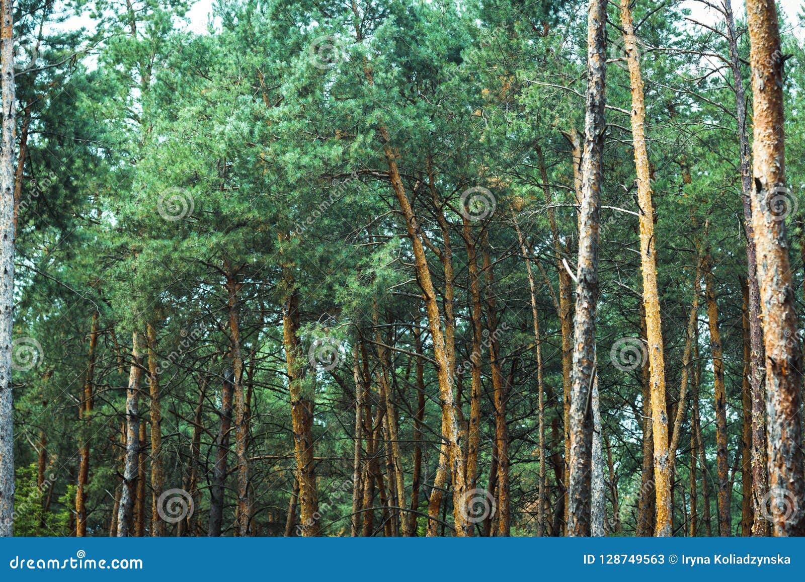 Thick Pine Forest. Trunks of Coniferous Trees, Texture for the B Stock ...