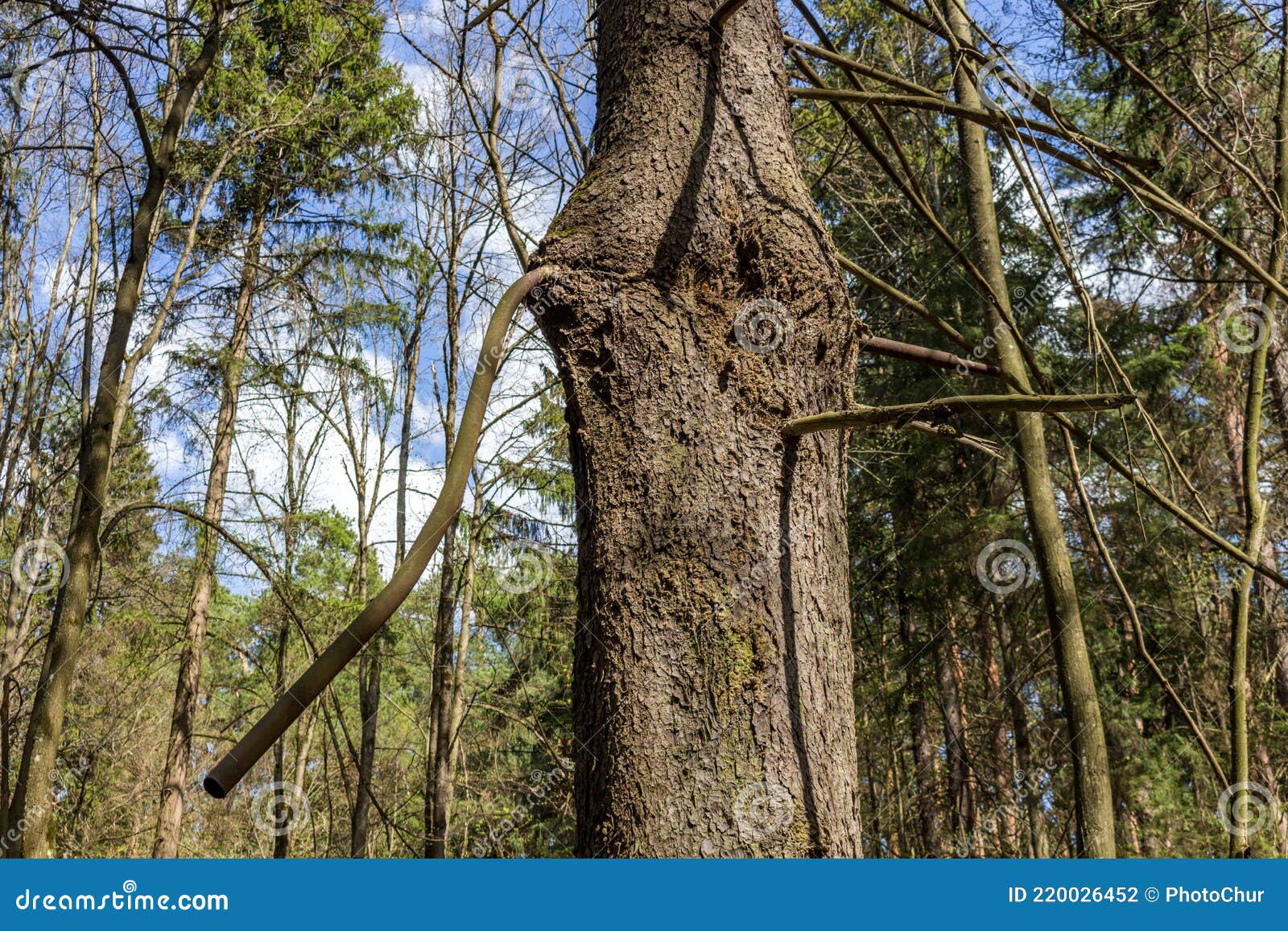A Thick Pipe that Has Grown into a Tree Over the Years Stock Photo ...