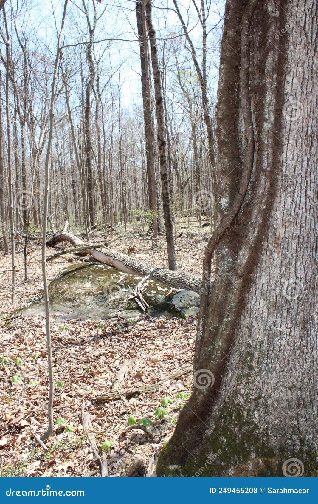 A Thick Poison Ivy Vine on the Side of a Large Tree Stock Photo - Image ...