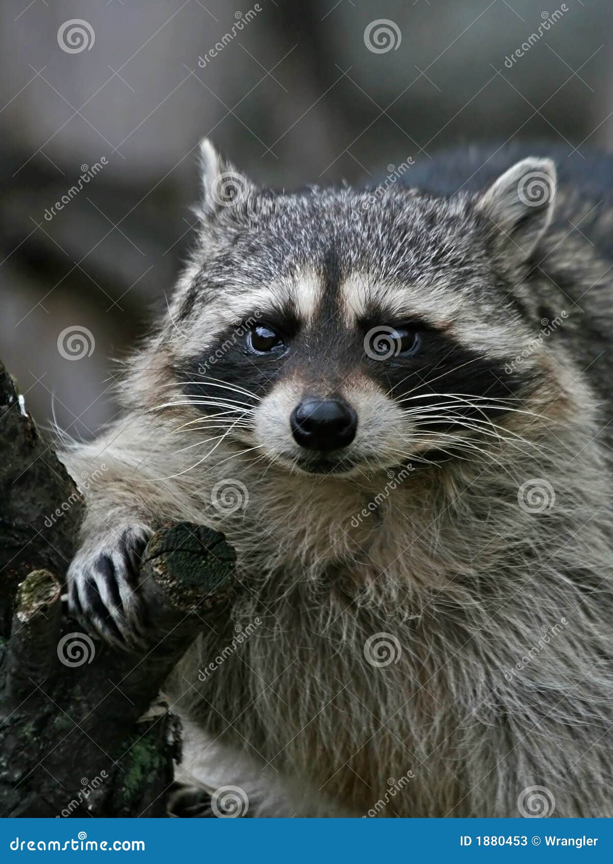 Thick raccoon. stock image. Image of raccoon, moustaches - 1880453