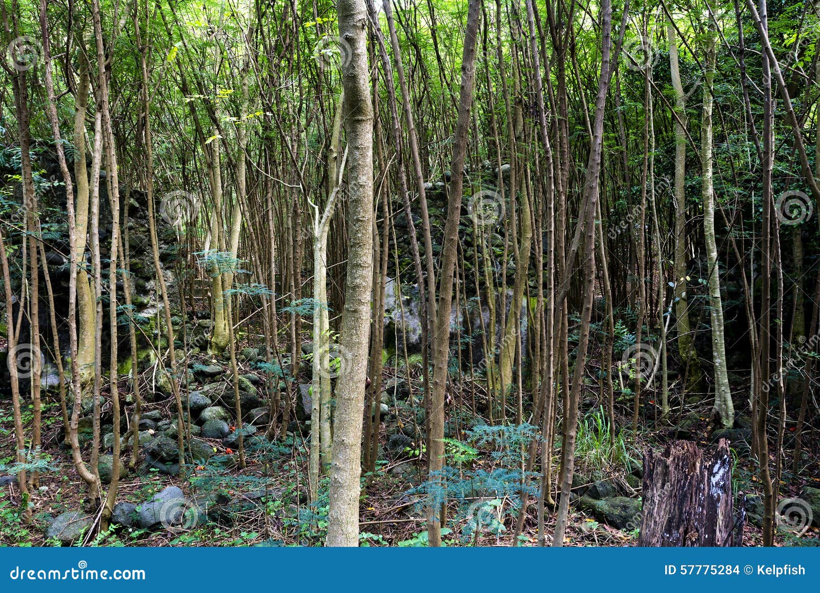 Thick rainforest stock photo. Image of thin, flora, outdoors - 57775284
