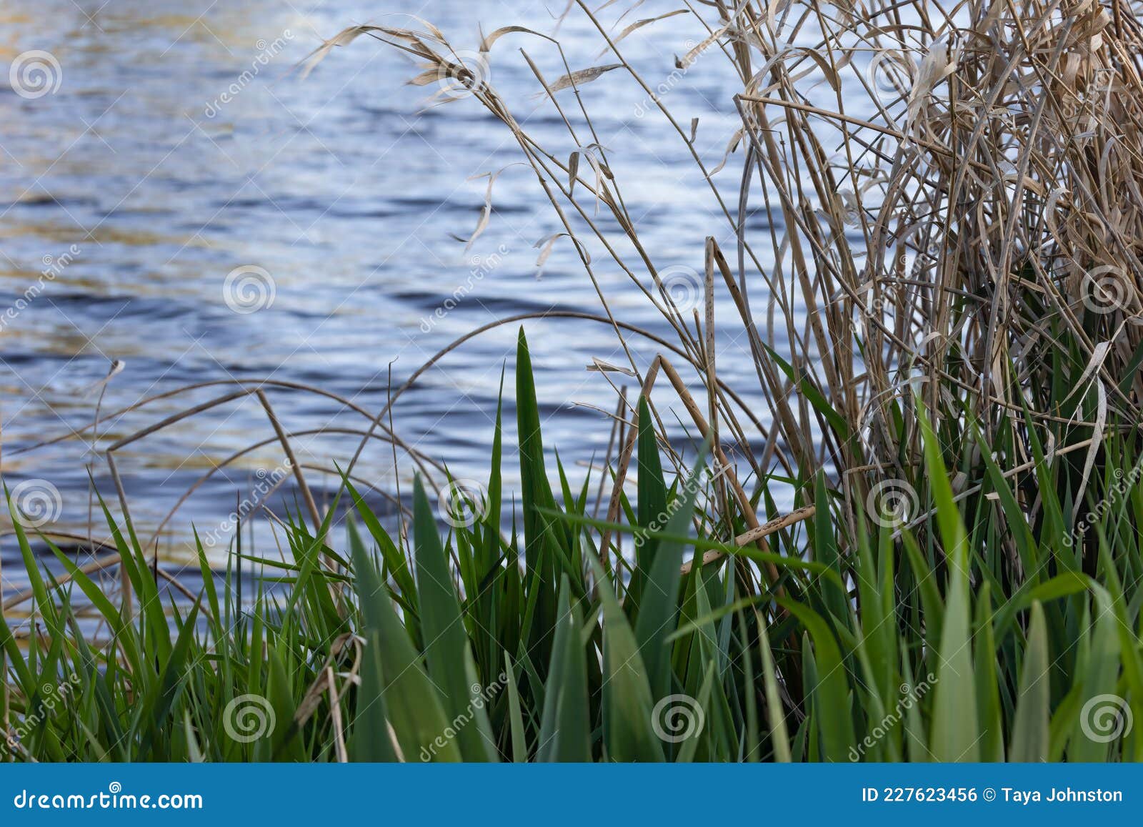 Thick Reeds and Tall Grasses Growing on Water Edge Stock Photo - Image ...
