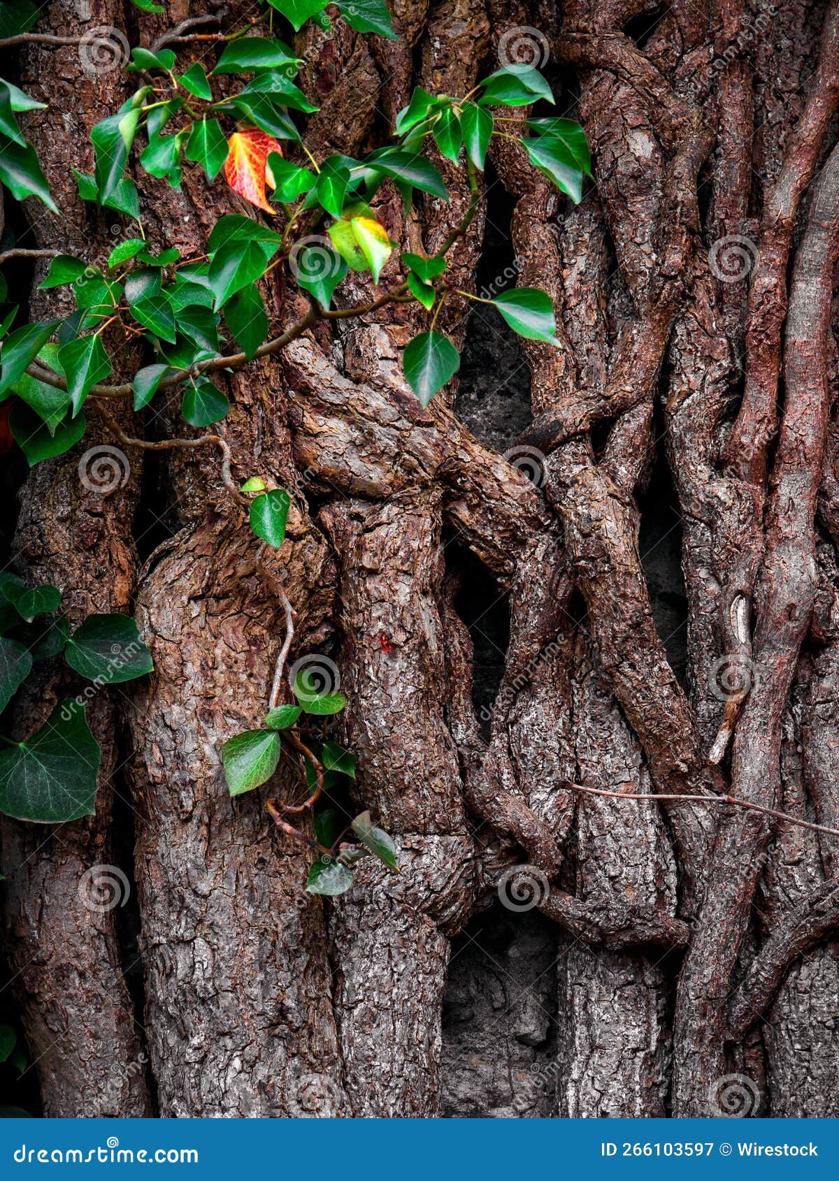 Thick Root System on the Wall with a Few Leaves in One Corner Stock ...