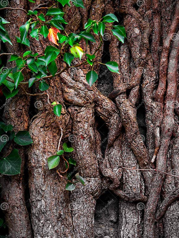 Thick Root System on the Wall with a Few Leaves in One Corner Stock ...