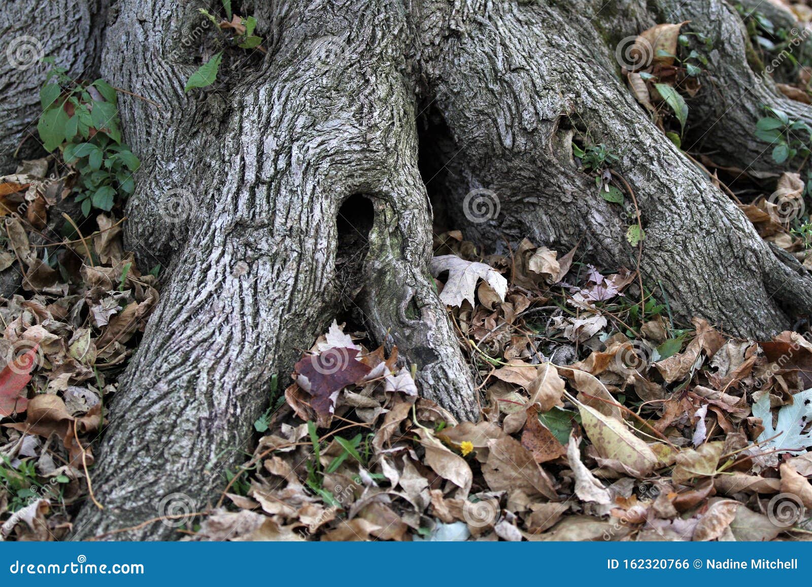 Thick Roots Of A Tree Stock Photo | CartoonDealer.com #162320766
