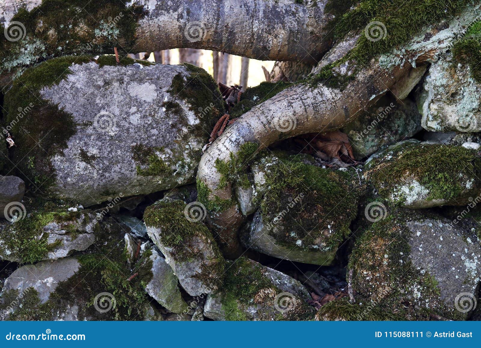 Thick Roots Of A Tree Stock Photo | CartoonDealer.com #162320766