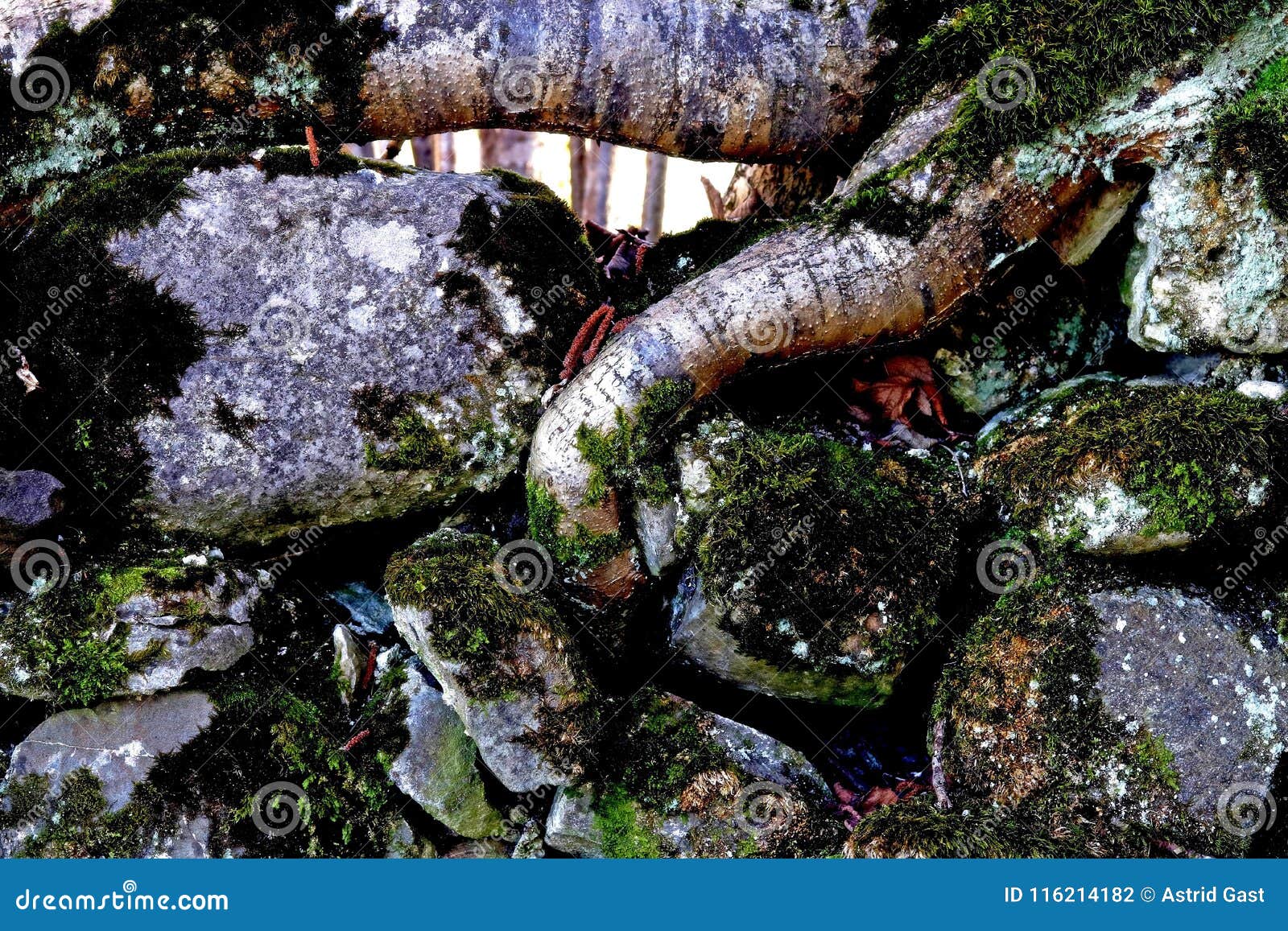 The Thick Roots of a Tree Grow through a Stone Wall Stock Photo - Image ...
