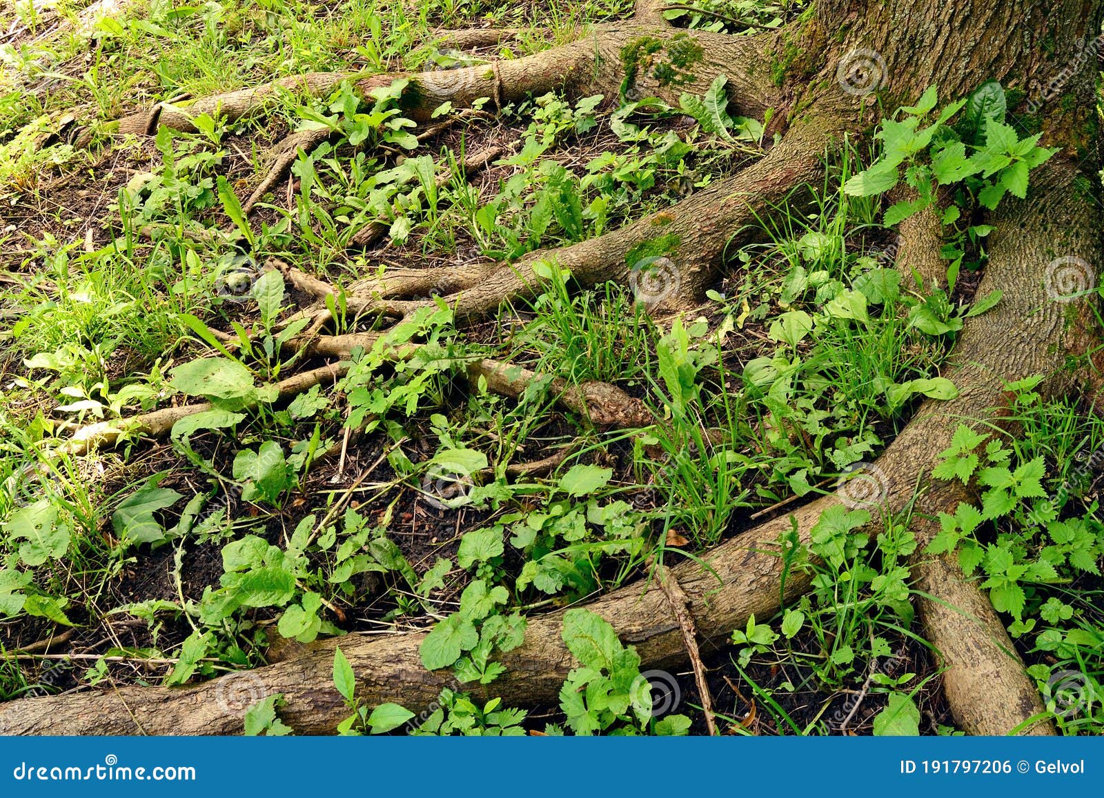 Thick Shallow Roots of a Tree on the Surface of the Earth among the ...