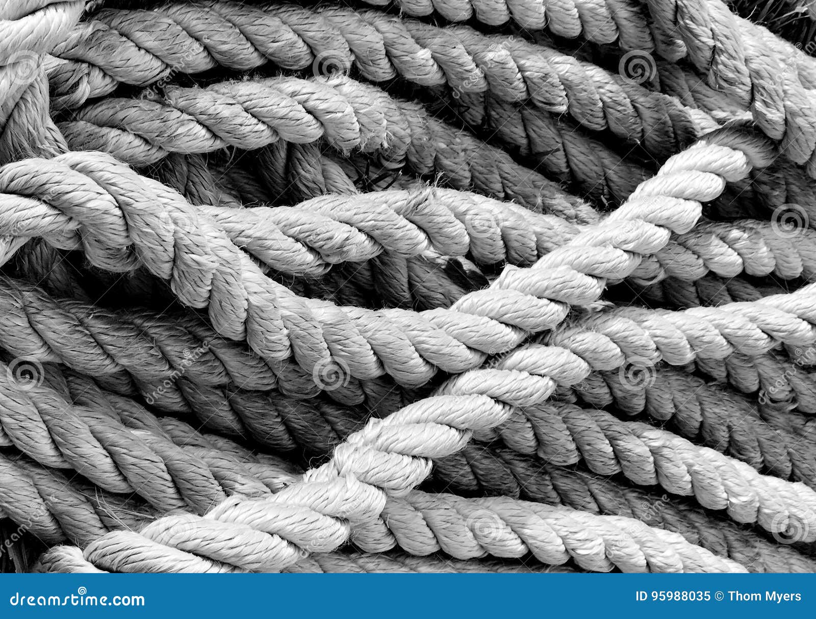 Thick rope in grass stock image. Image of large, scene - 95988035