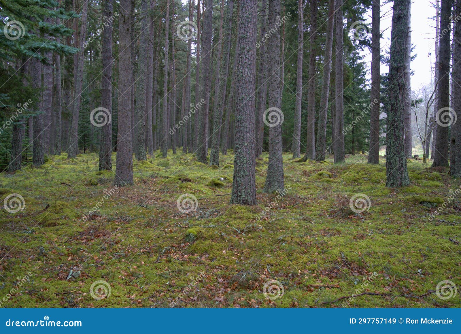 Thick Scotland Forest stock image. Image of serene, park - 297757149