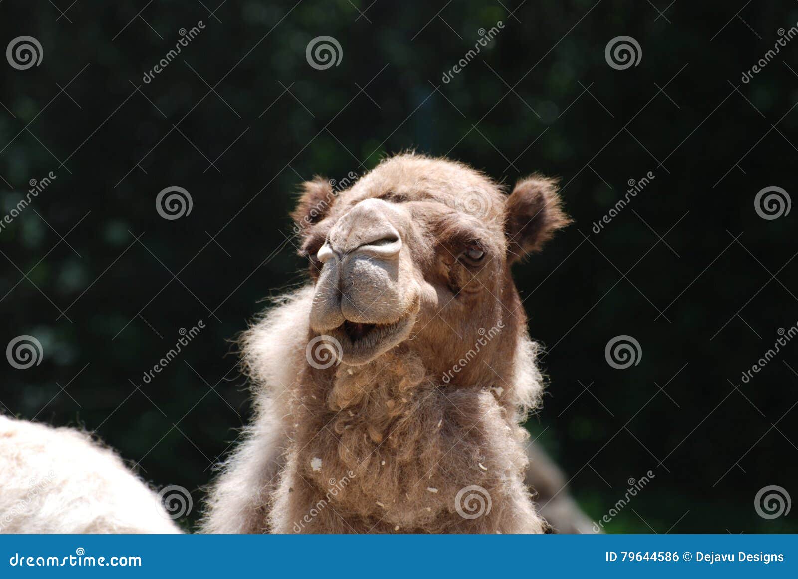 Thick Shaggy Fur on a Camel Stock Photo - Image of smiling, face: 79644586