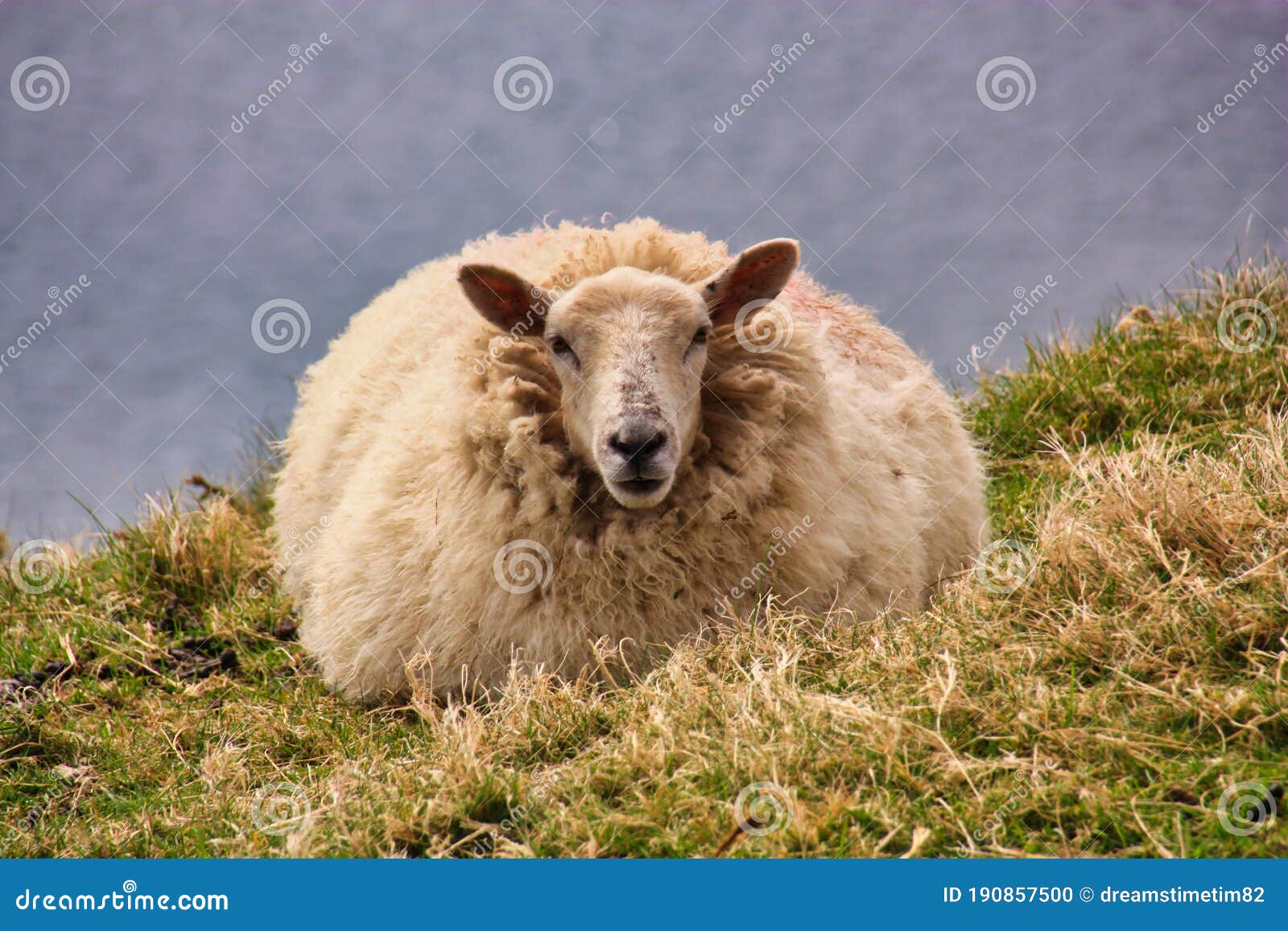 Thick sheep on the meadow stock photo. Image of cute - 190857500