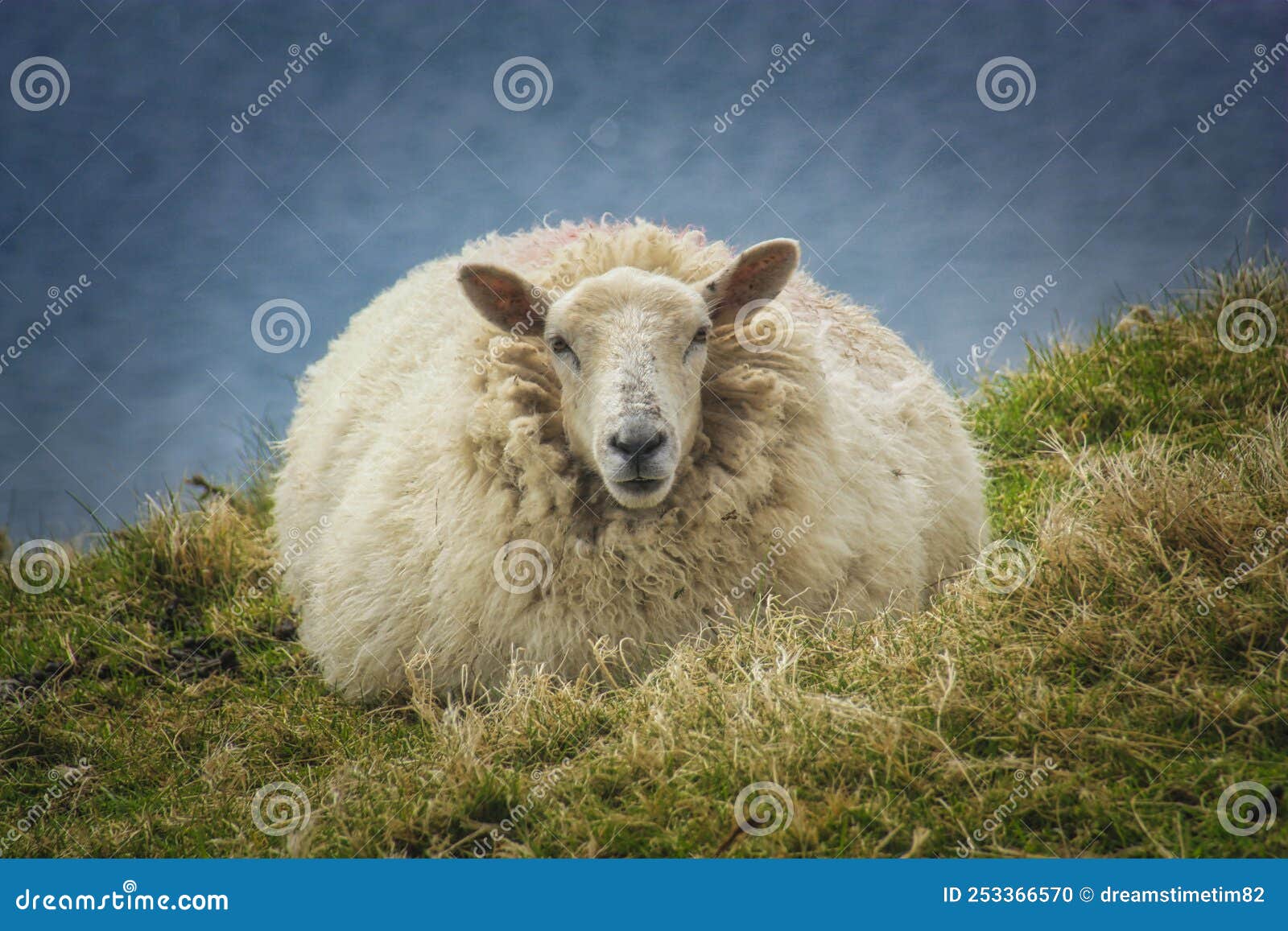 A Thick Sheep on the Meadow in Ireland Stock Photo - Image of animal ...