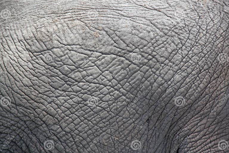 Thick Skinned Grey Elephant Skin Abstract Stock Image - Image of body ...
