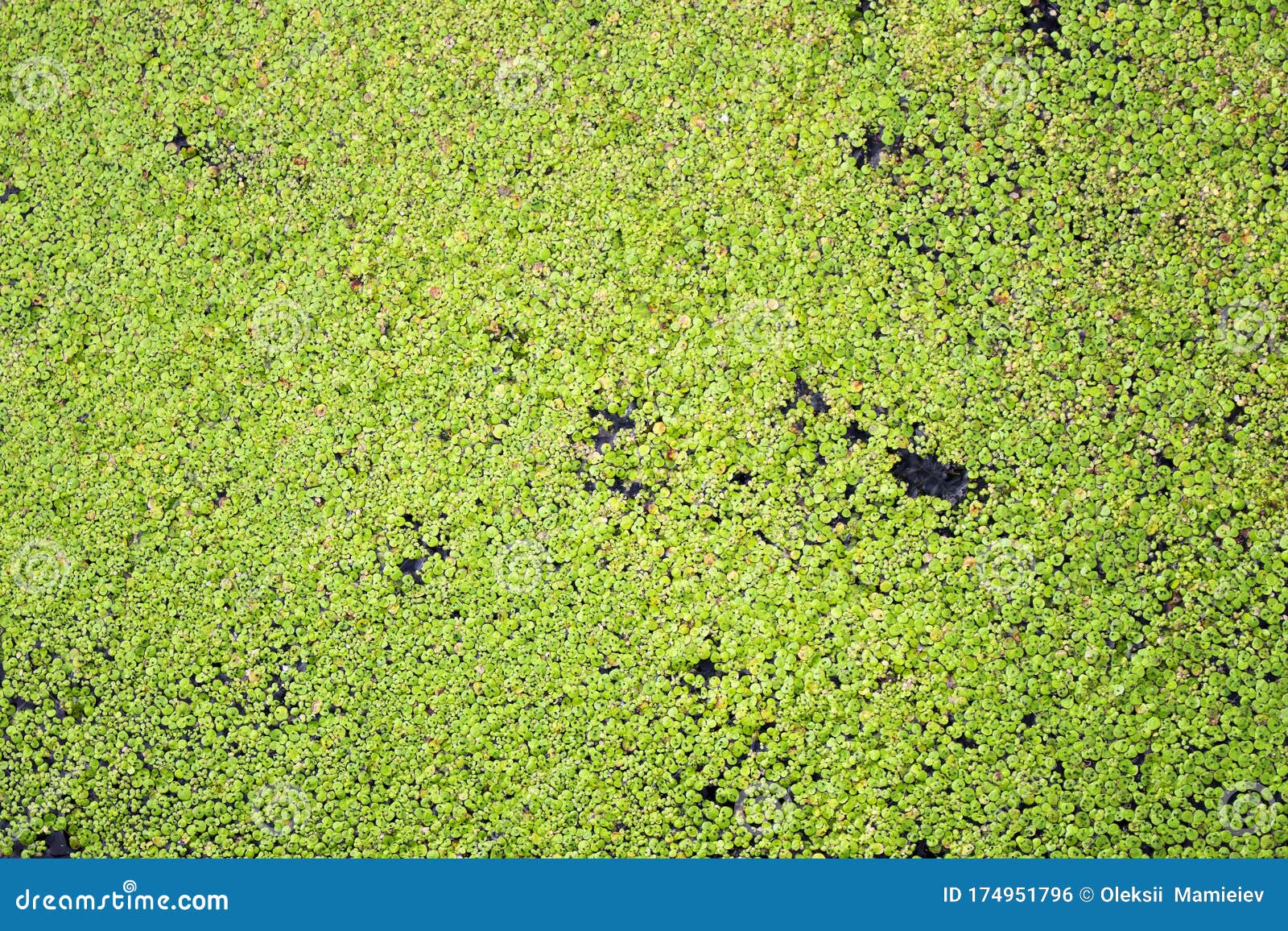 Thick Small Duckweed Lemna Minor Covers the Surface of the Water Stock ...