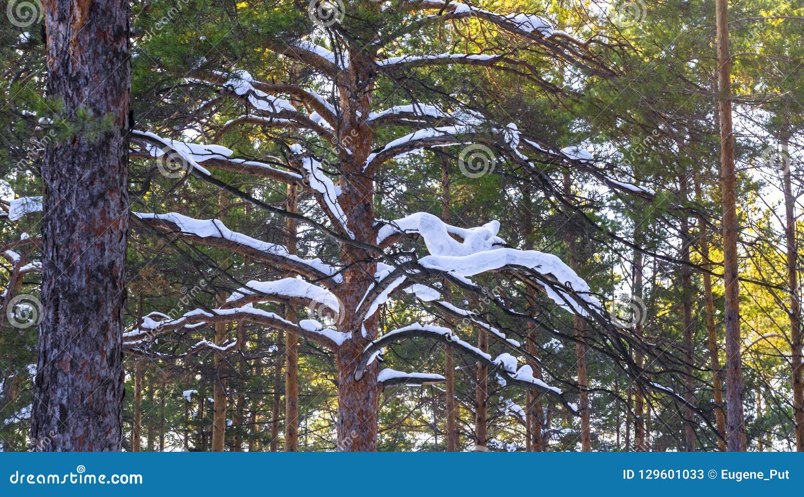 Thick Snow Cover on Pine Tree Branches in the Forest on a Sunny Winter ...