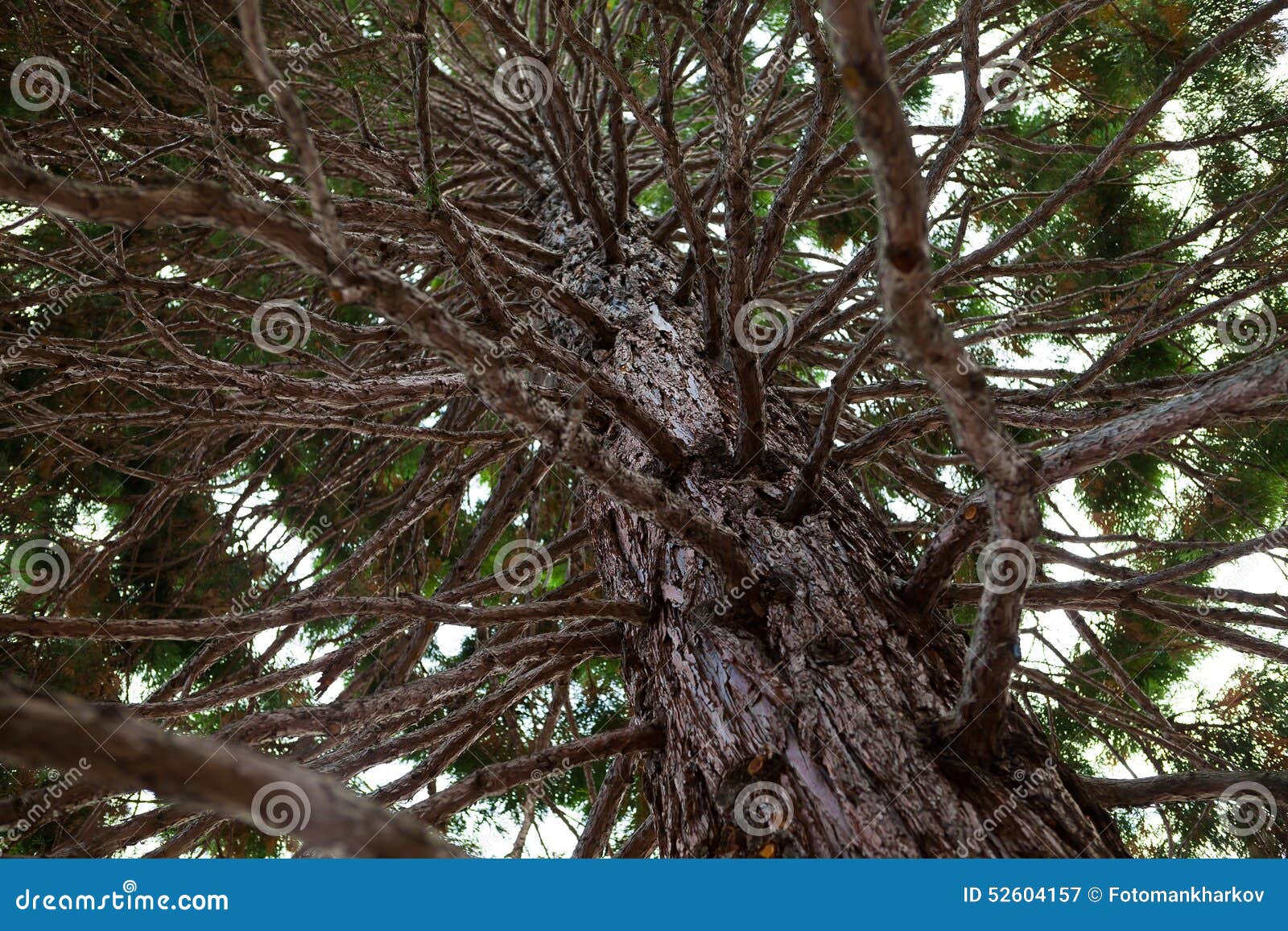 Thick southern tree stock image. Image of holidays, leaf - 52604157