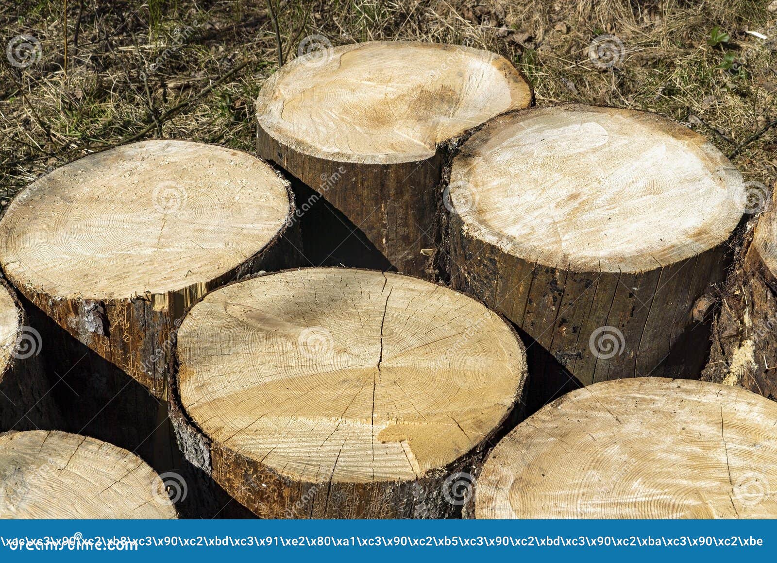A Thick Spruce Tree Sawn into Large Chunks . Leningrad Region. Stock ...