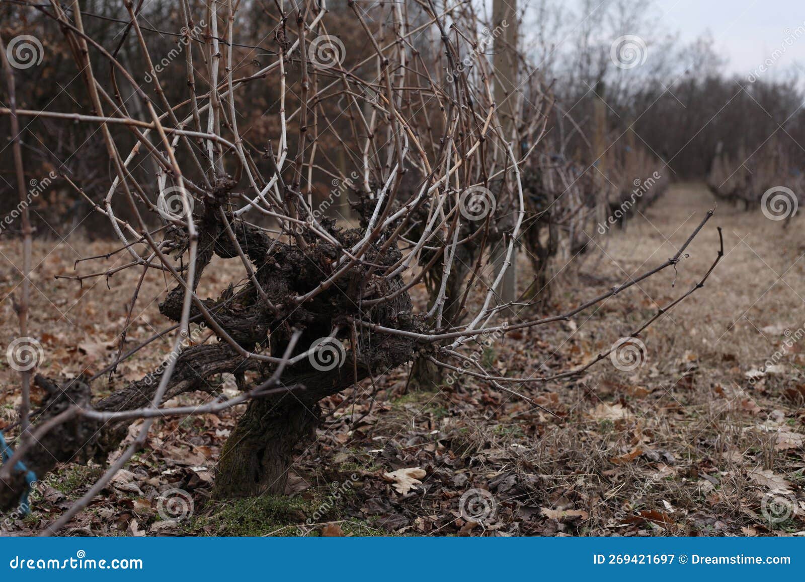 A Thick Stem of Grapes Grows from the Thin Branches of the Vine Stock ...