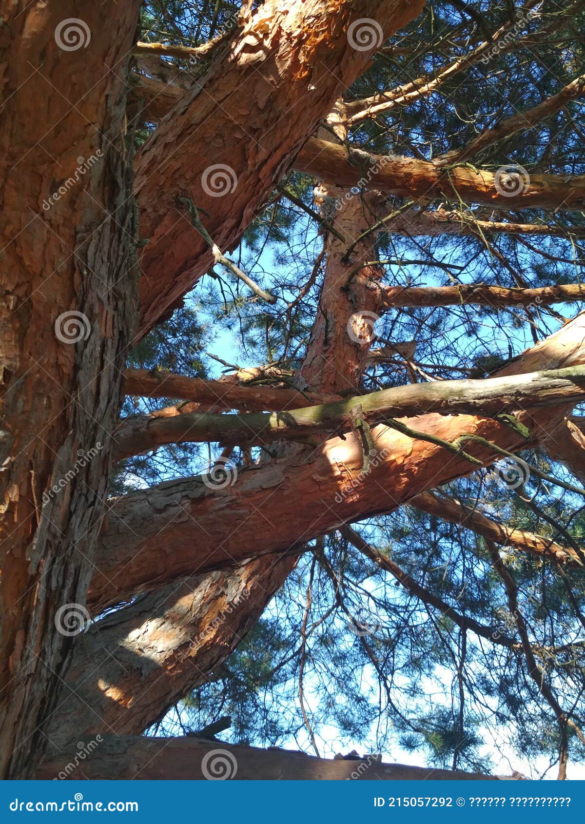 Thick Stems of a Large Tree in the Forest in Summer Stock Photo - Image ...