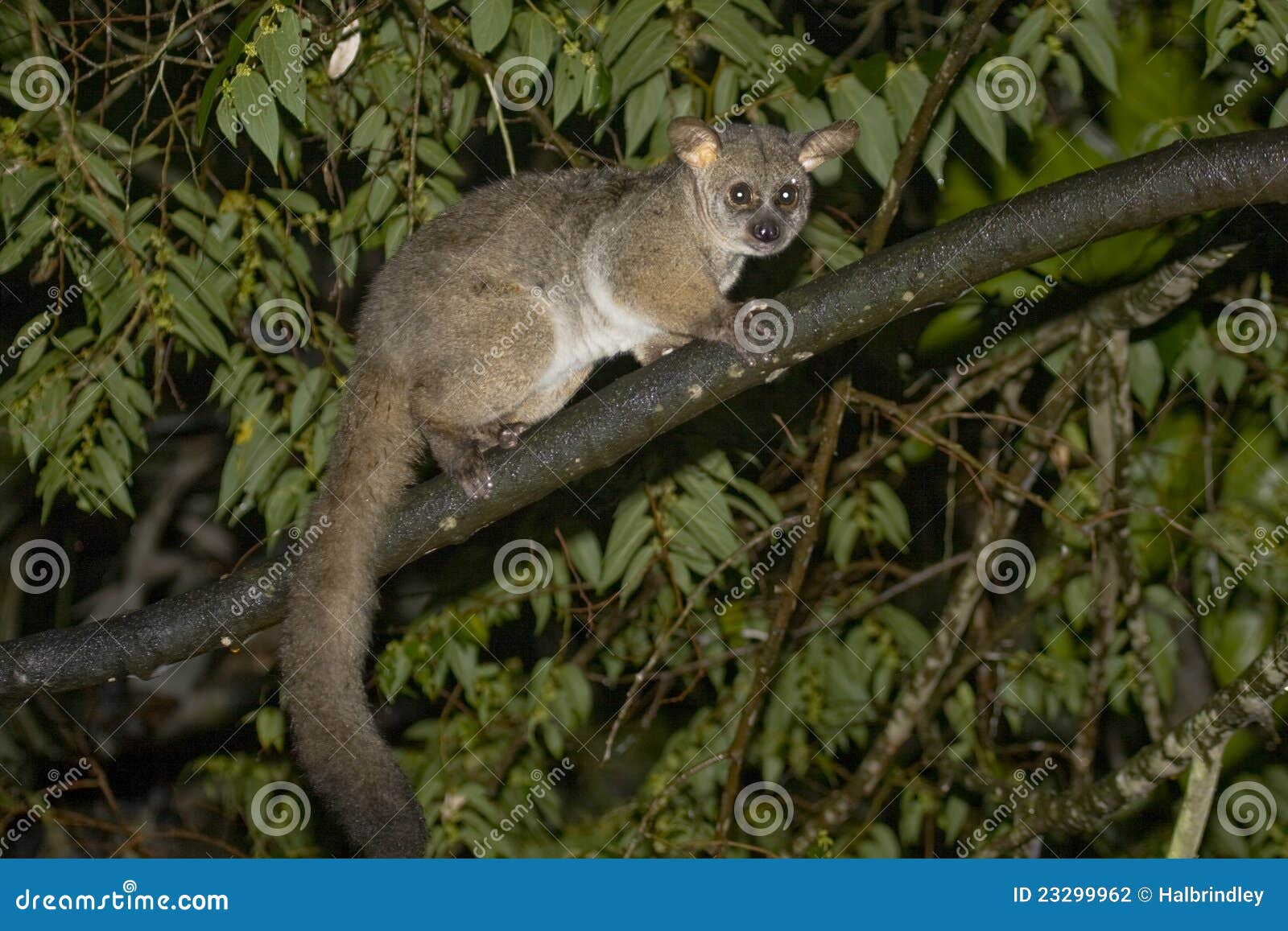 Thick-tailed Bushbaby, South Africa Stock Photo - Image of ...
