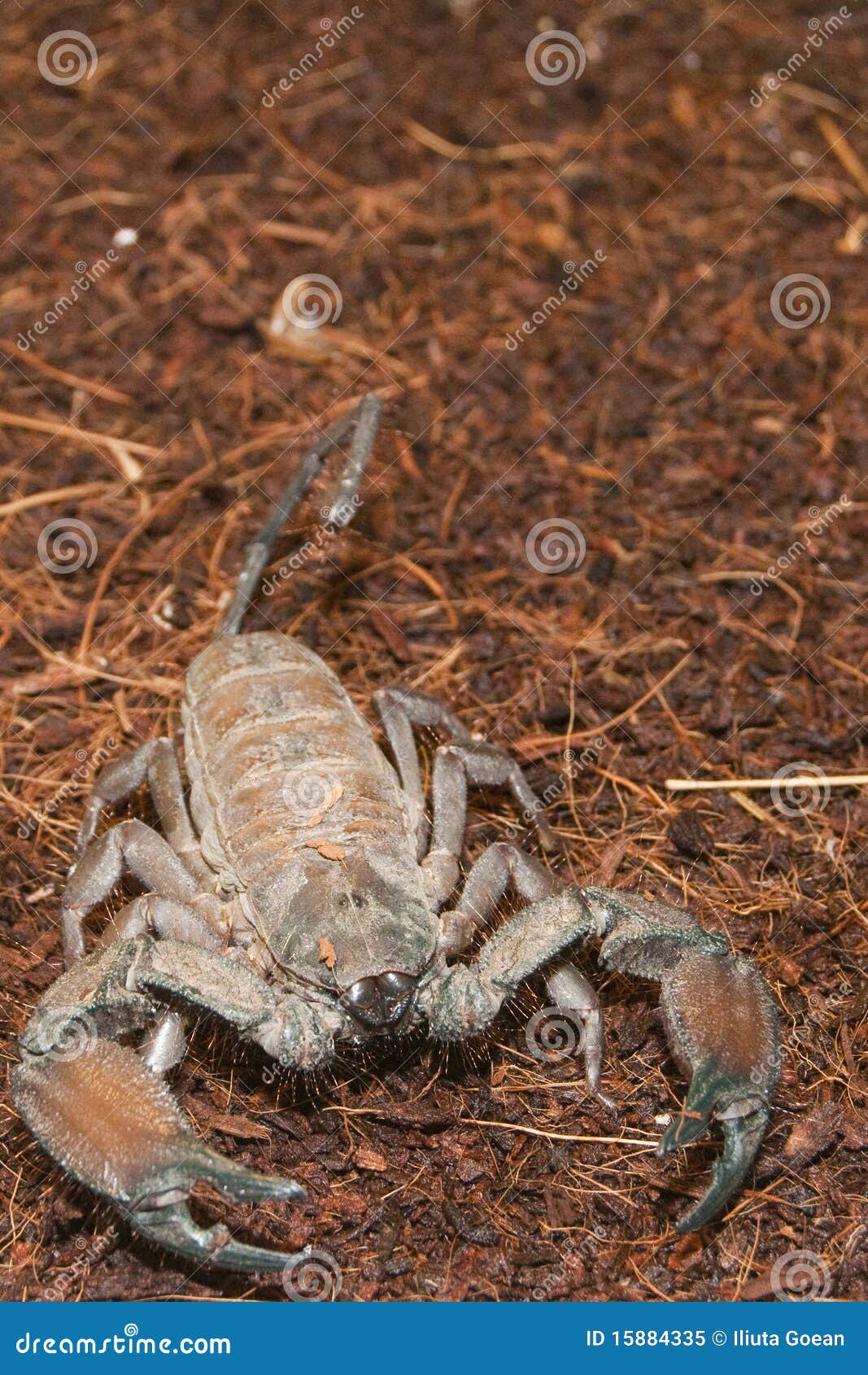 Fat Tailed Scorpion Hottentotta Rugiscutis From Satara District Stock ...