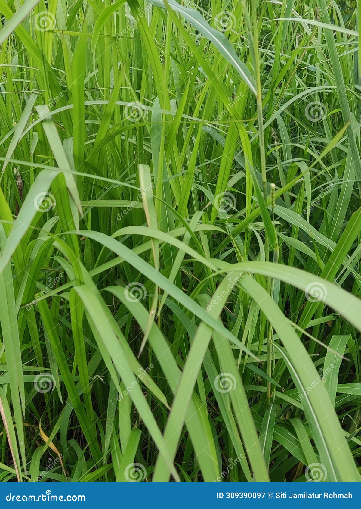 Thick and tall green grass stock image. Image of tall - 309390097