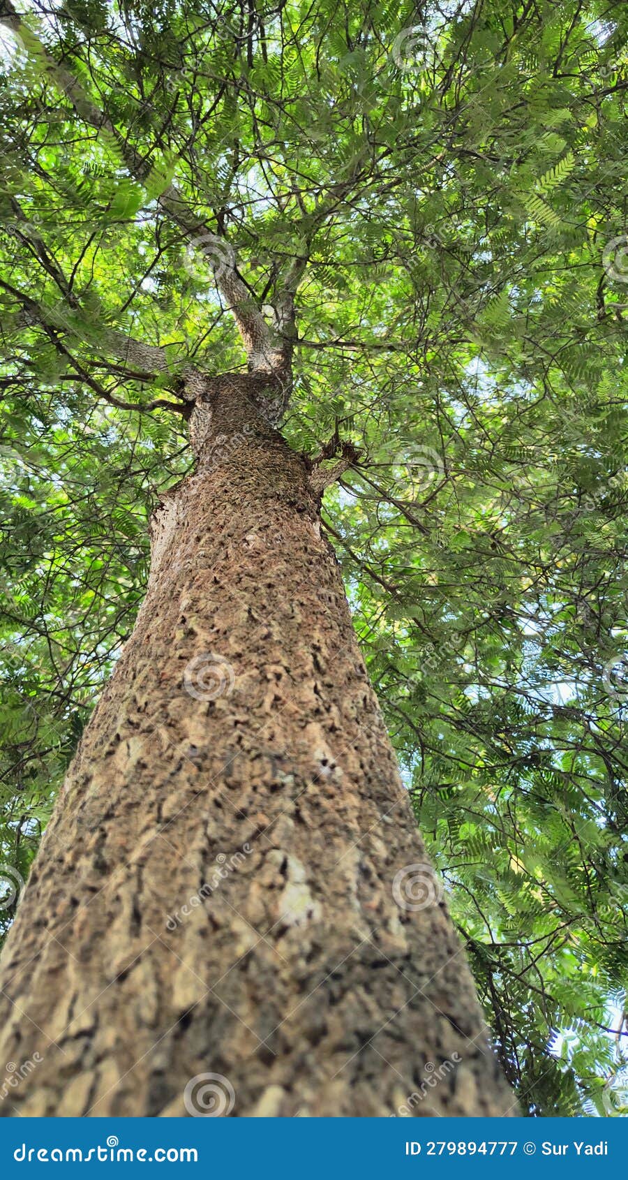 The Thick Tamarind Trees are Tall and Green Stock Image - Image of ...
