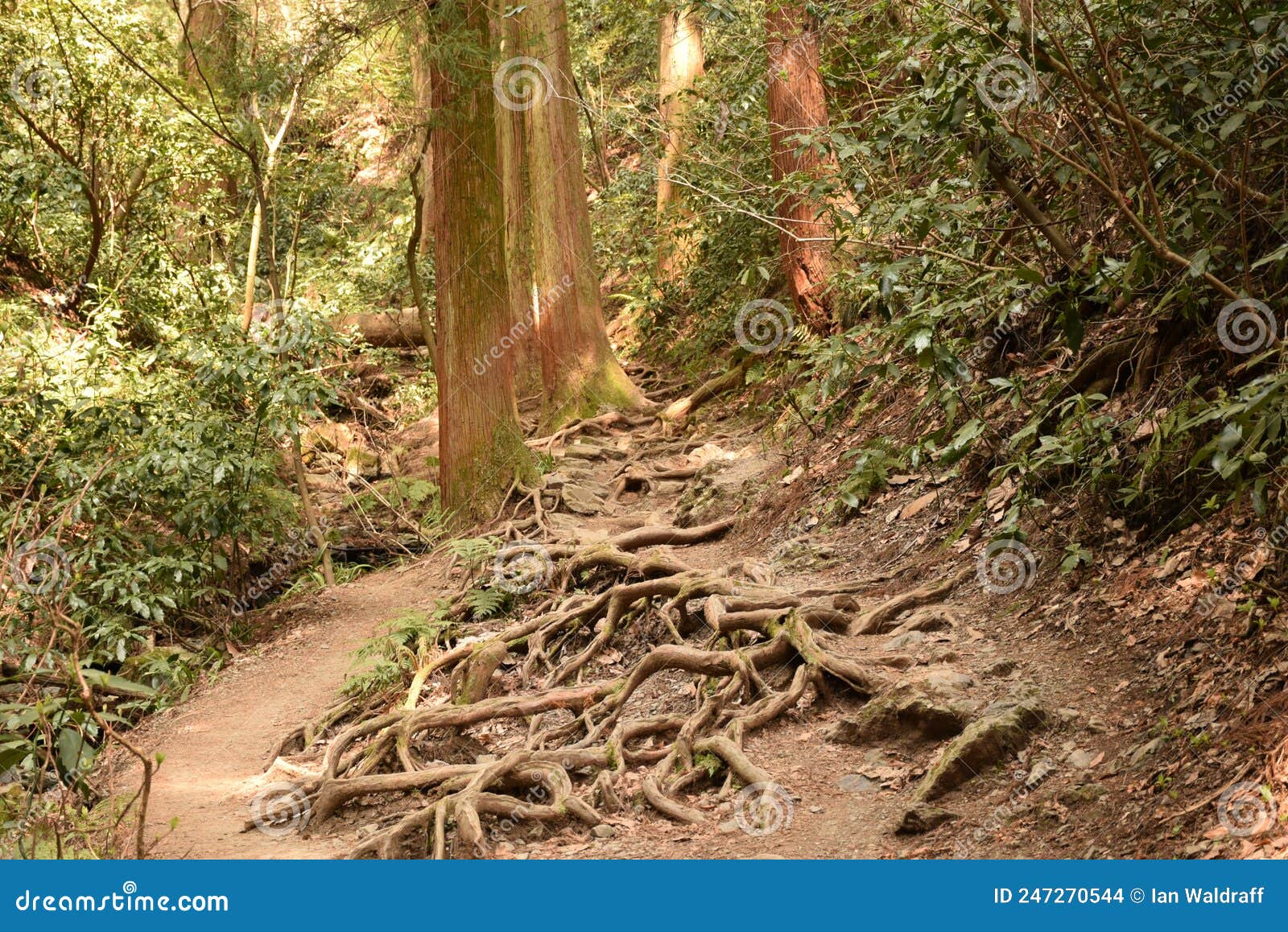 Tangle Of Exposed Tree Roots Royalty-Free Stock Image | CartoonDealer ... Tangle Of Exposed Tree Roots Royalty-Free Stock Image | CartoonDealer ...
