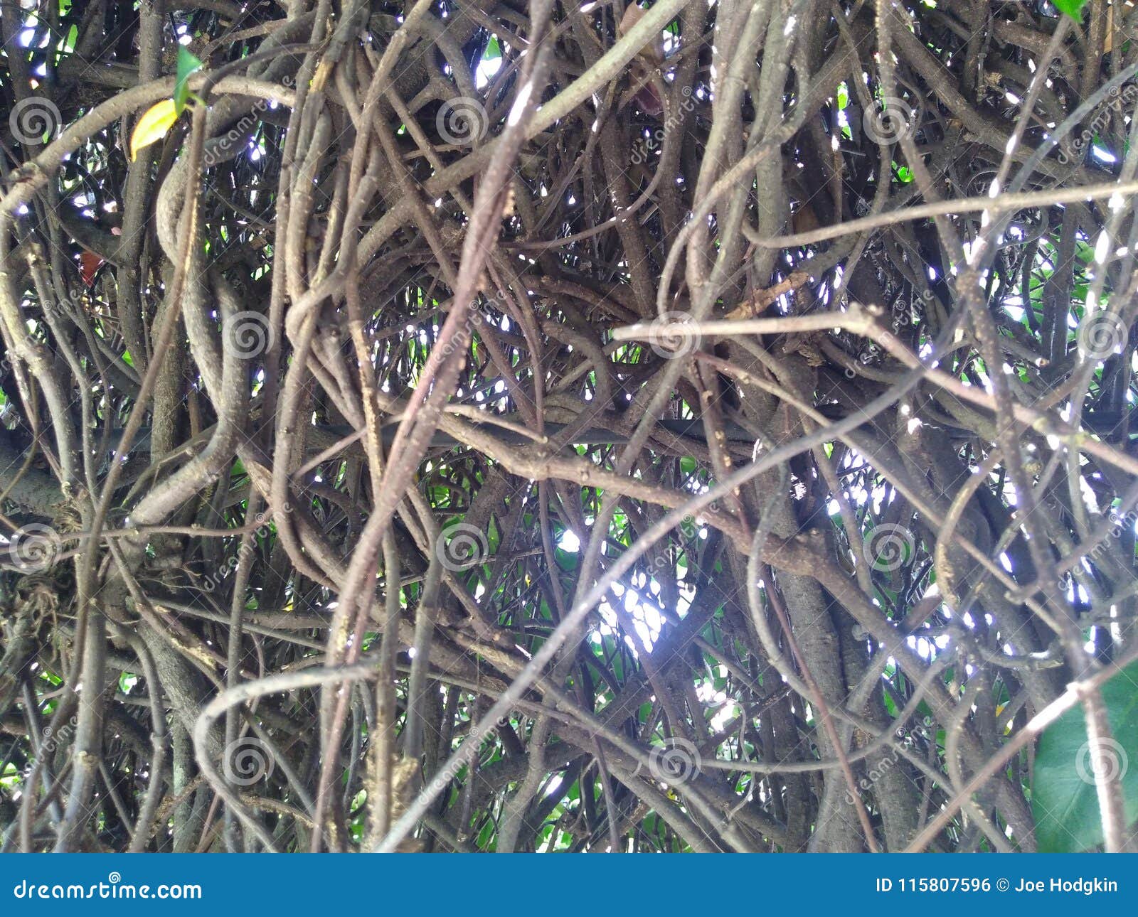 Thick Tangled Vines of Jasmine Stock Photo - Image of flowering, dirt ...