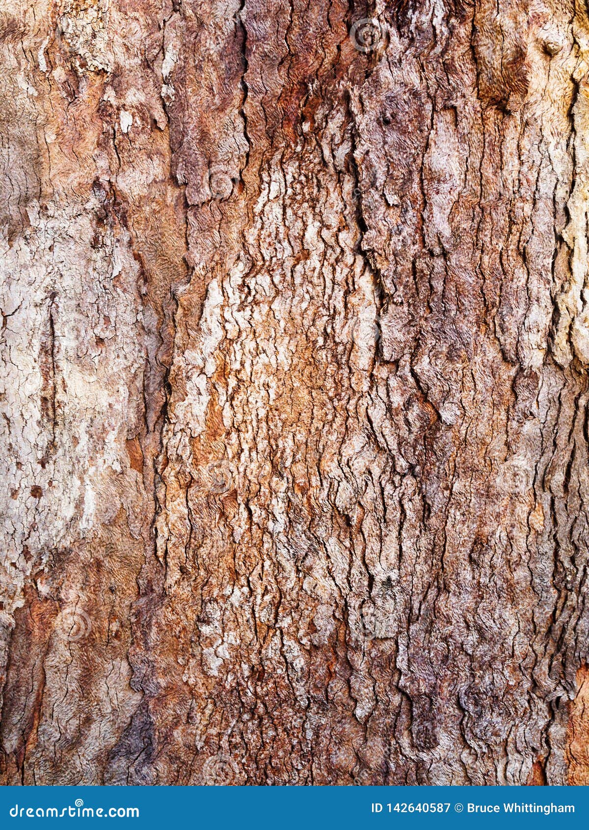 Thick Textured Bark Layers on Old Tree, Sydney, Australia Stock Image ...