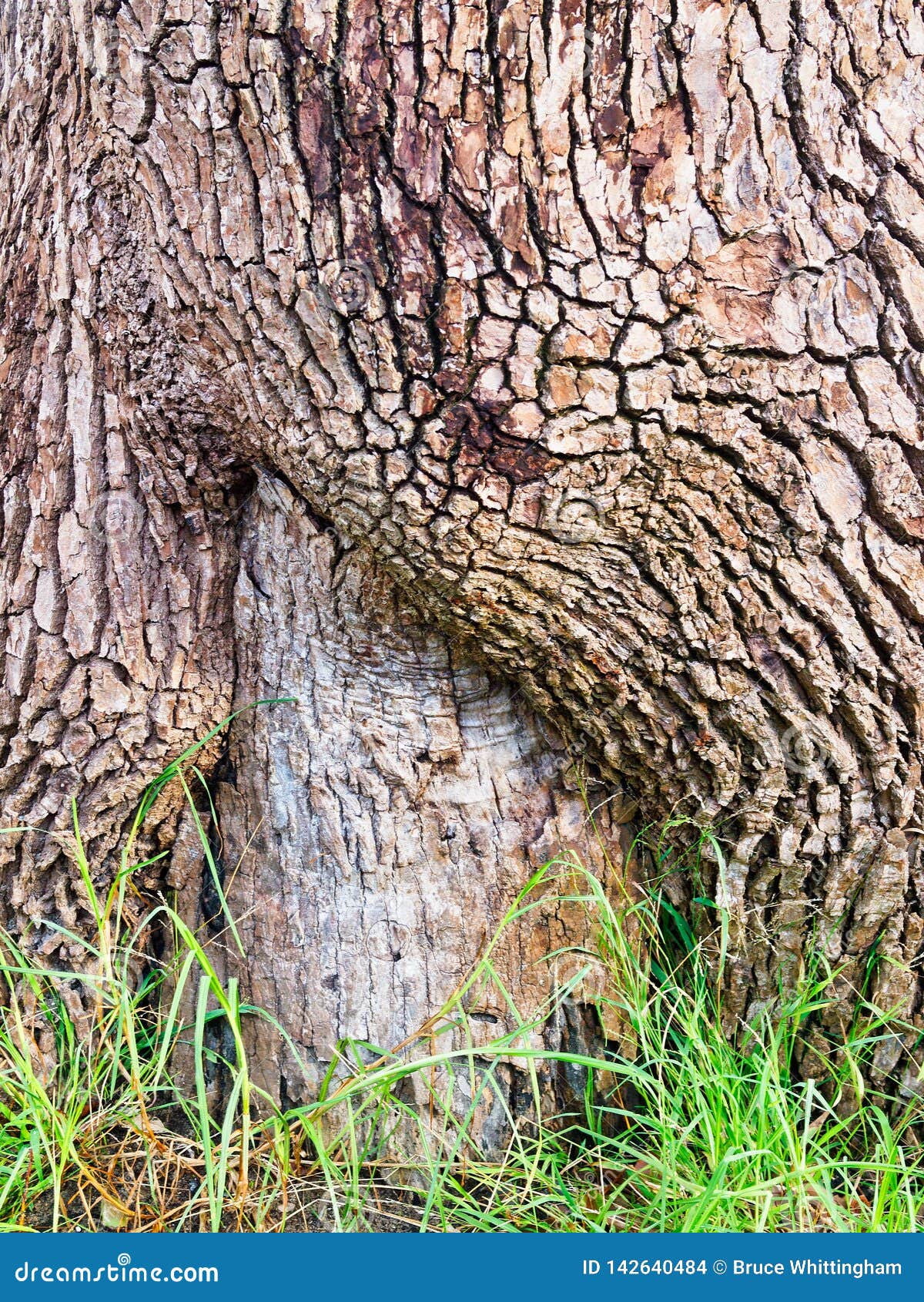 Thick Textured Bark Layers on Old Tree, Sydney, Australia Stock Photo ... Thick Textured Bark Layers on Old Tree, Sydney, Australia Stock Photo ...