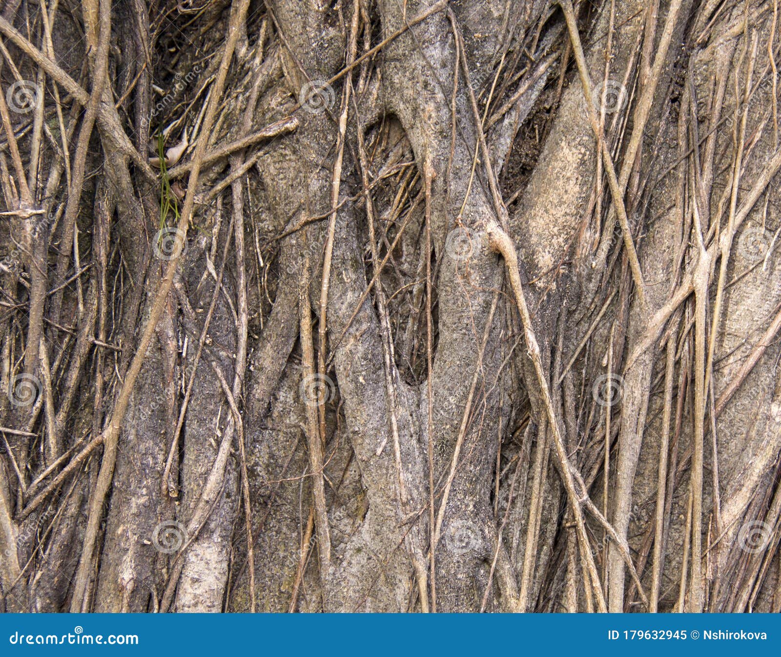 Thick and Thin Timber Roots, on the Ground Stock Image - Image of root ...