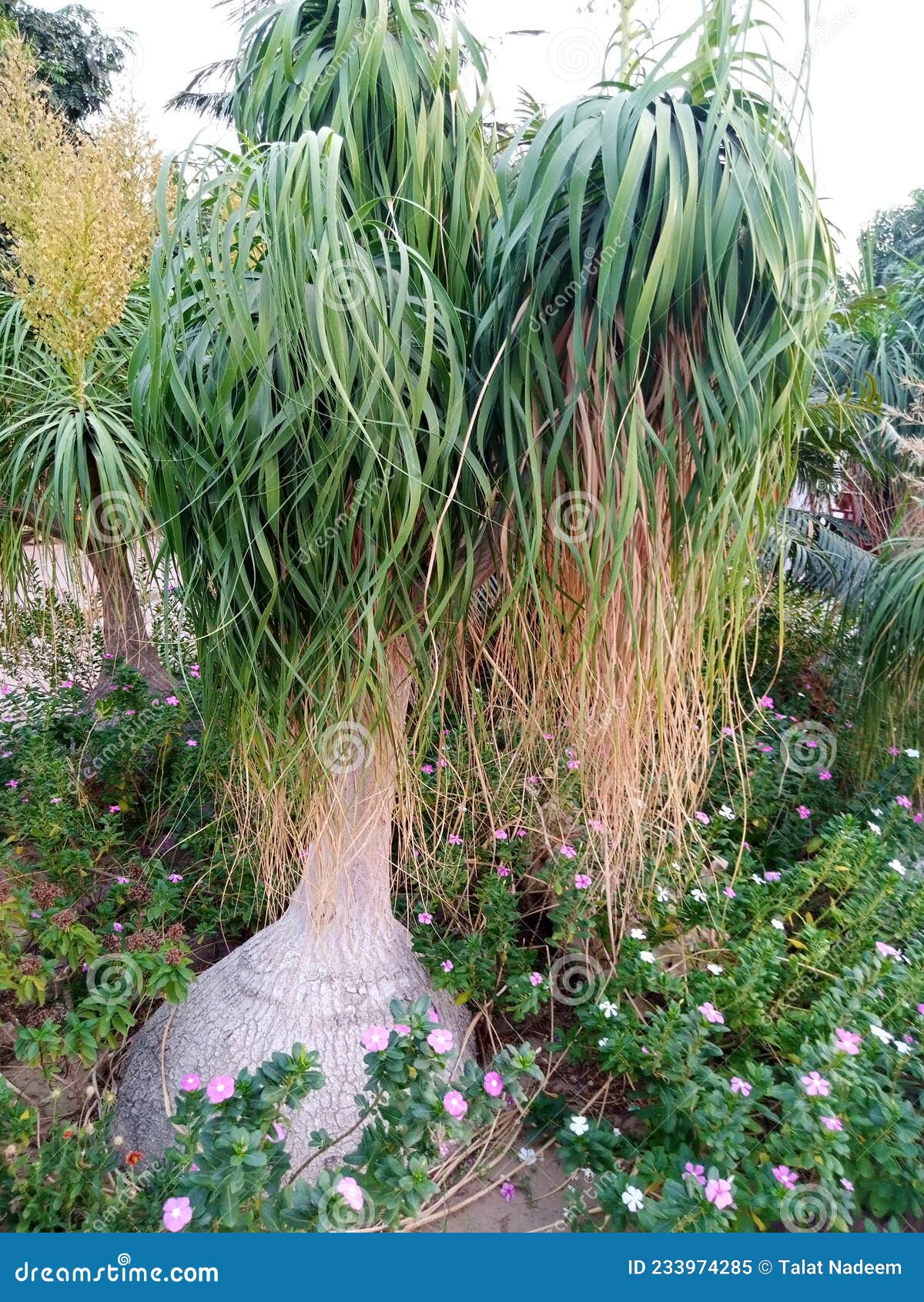 227 Toot Tree Stock Photos - Free & Royalty-Free Stock Photos from ...