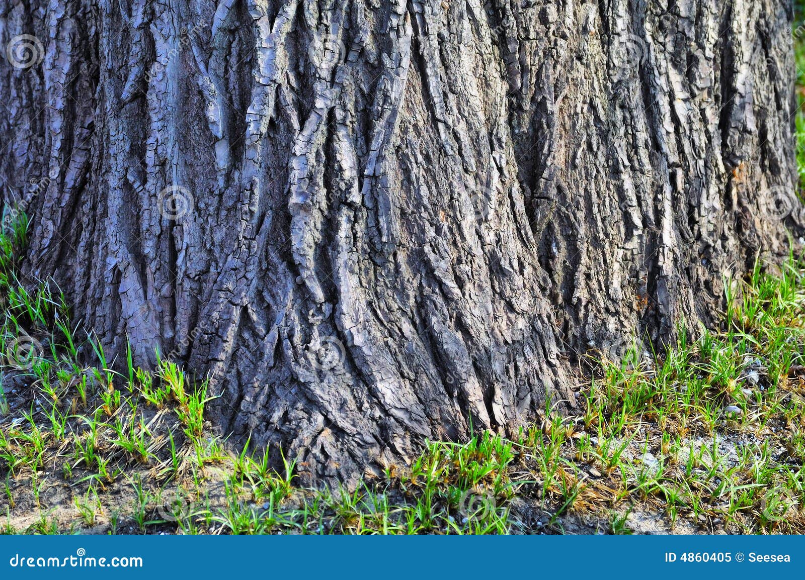 Thick Tree Bole Picture. Image: 4860405