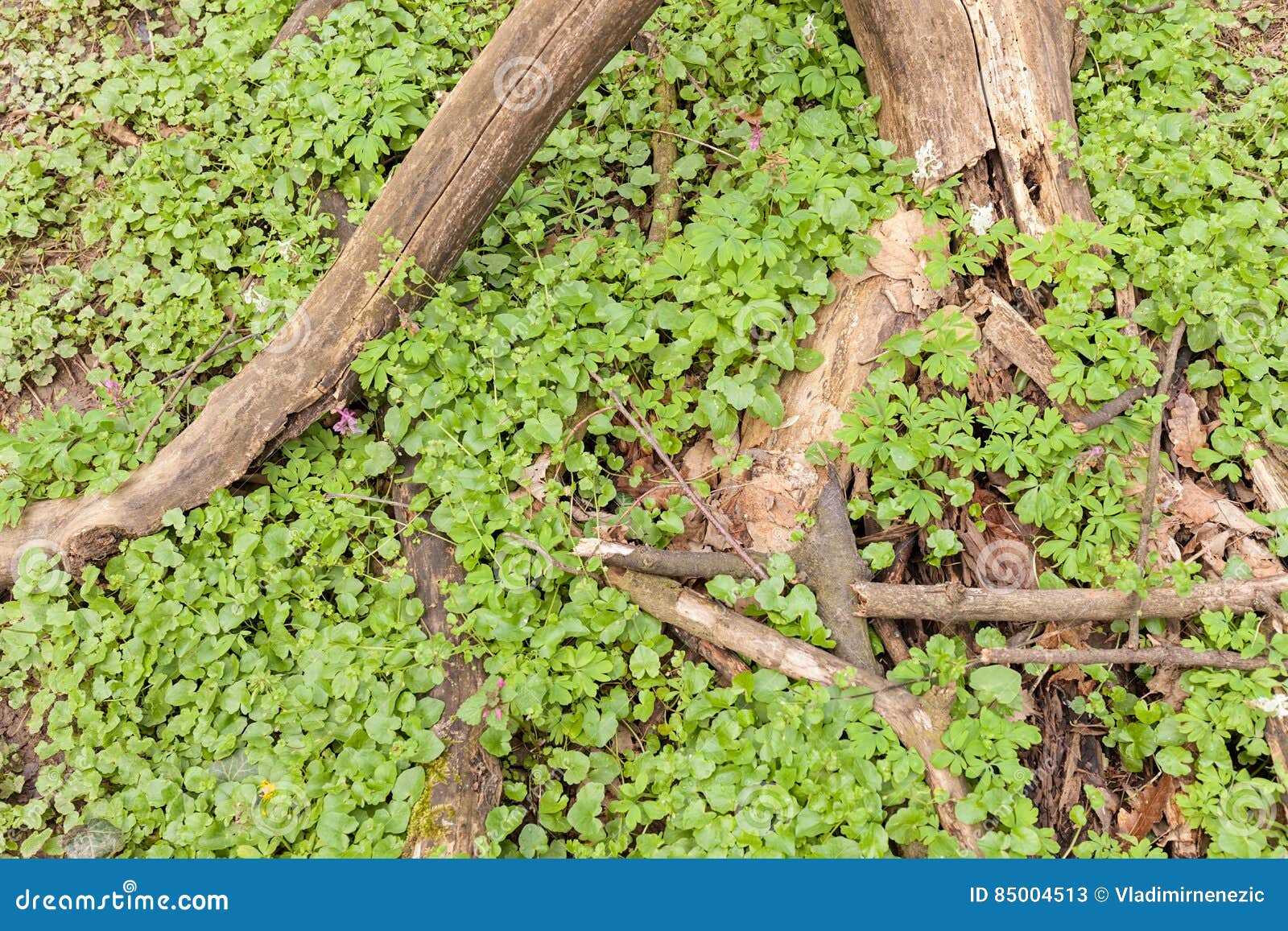 Thick tree branch stock image. Image of tree, material - 85004513