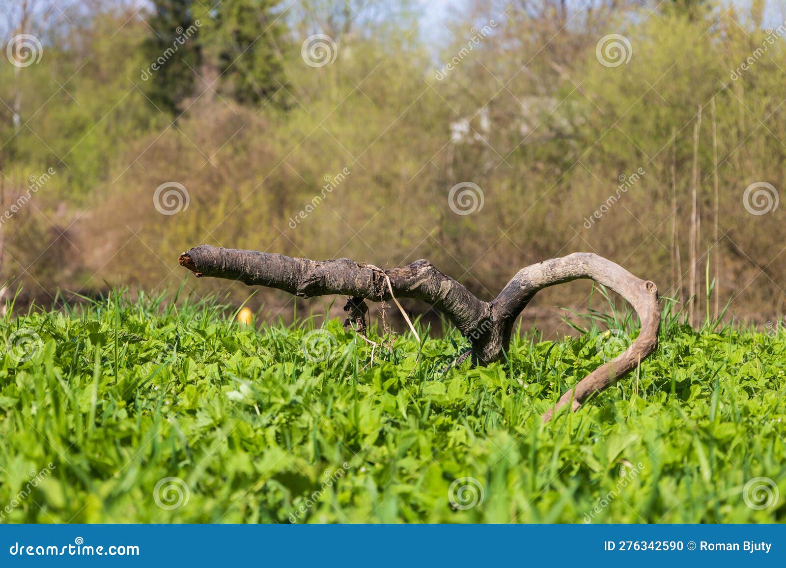 A Thick Tree Branch Fell from the Tree into the Green Grass Stock Photo ...