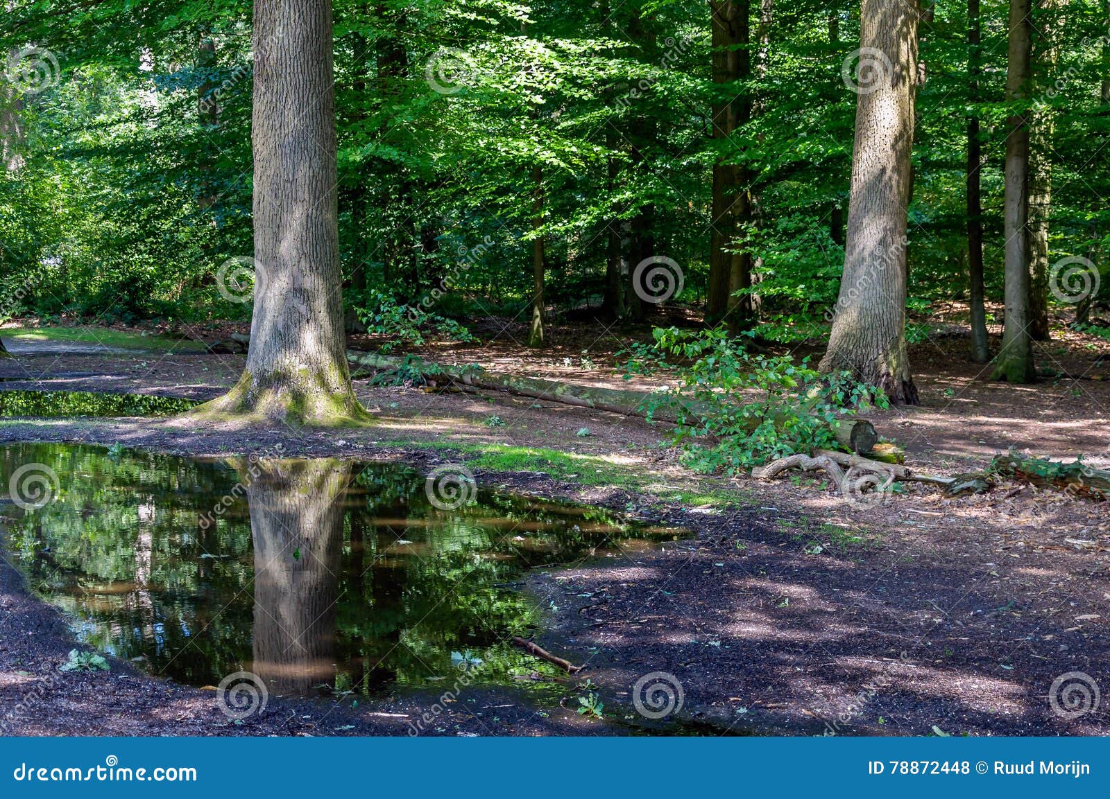 Thick Tree Reflected in a Puddle Stock Photo - Image of mirrorlike ...