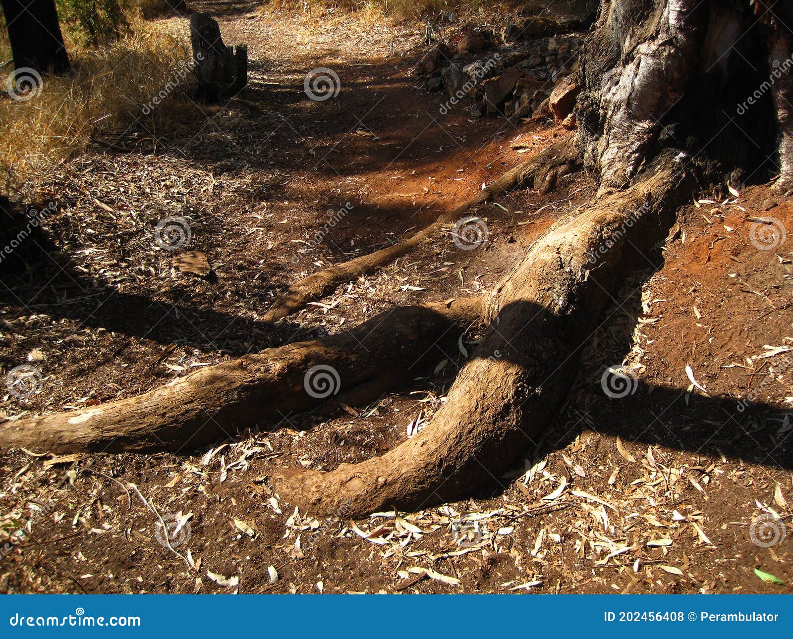 THICK TREE ROOT PROTRUDING through GROUND SURFACE OVER a PATH Stock ...