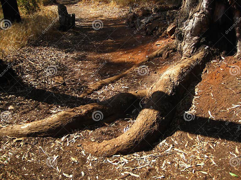 THICK TREE ROOT PROTRUDING through GROUND SURFACE OVER a PATH Stock ...