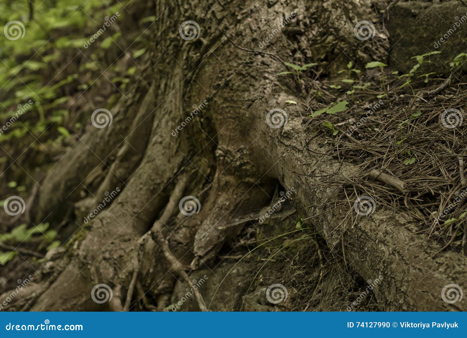 Thick Tree Roots Closeup in the Forest Stock Photo - Image of element ...