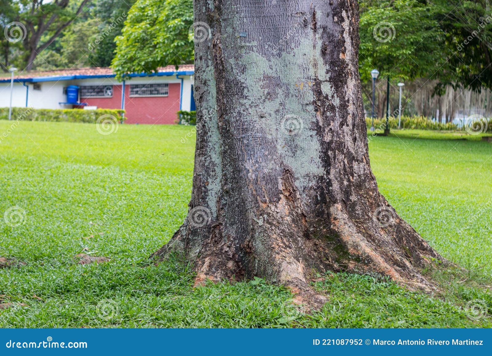 Thick Tree with Roots in the Ground Stock Photo - Image of bole ...